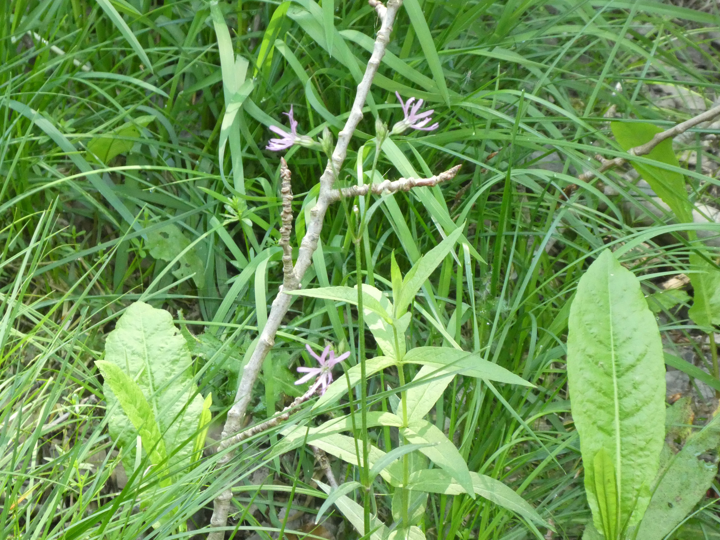 Natura 2000: Stollensystem Büchenberg bei Elbingerode