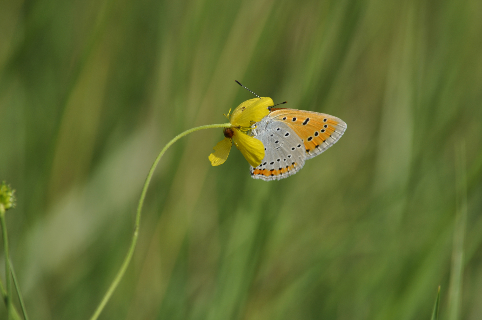 Natura 2000: Großer Feuerfalter (Lycanea dispar)