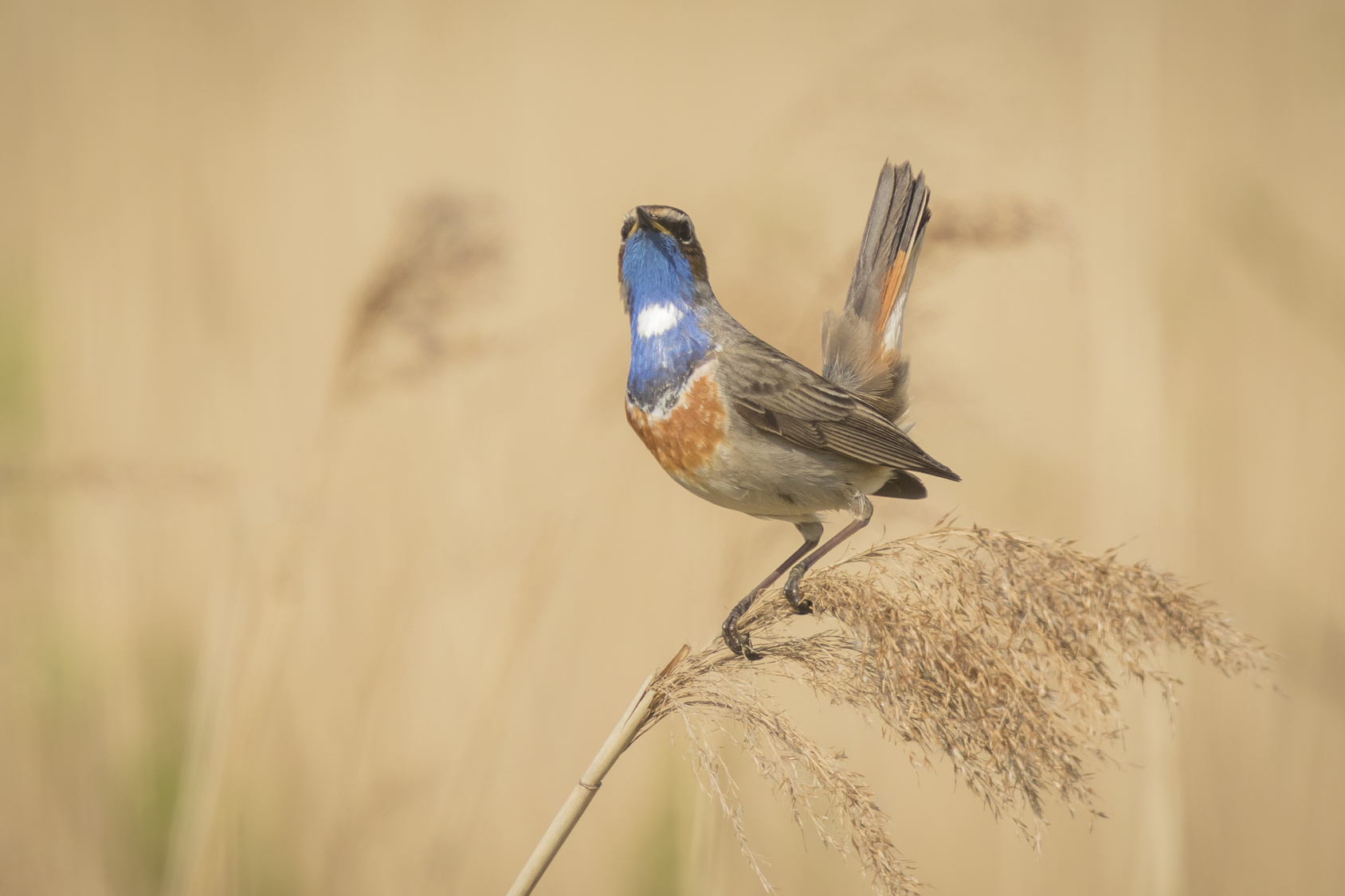 Natura 2000: Weißsterniges Blaukehlchen