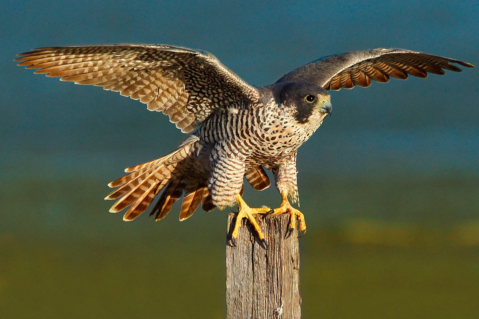 Natura 2000: Wanderfalke