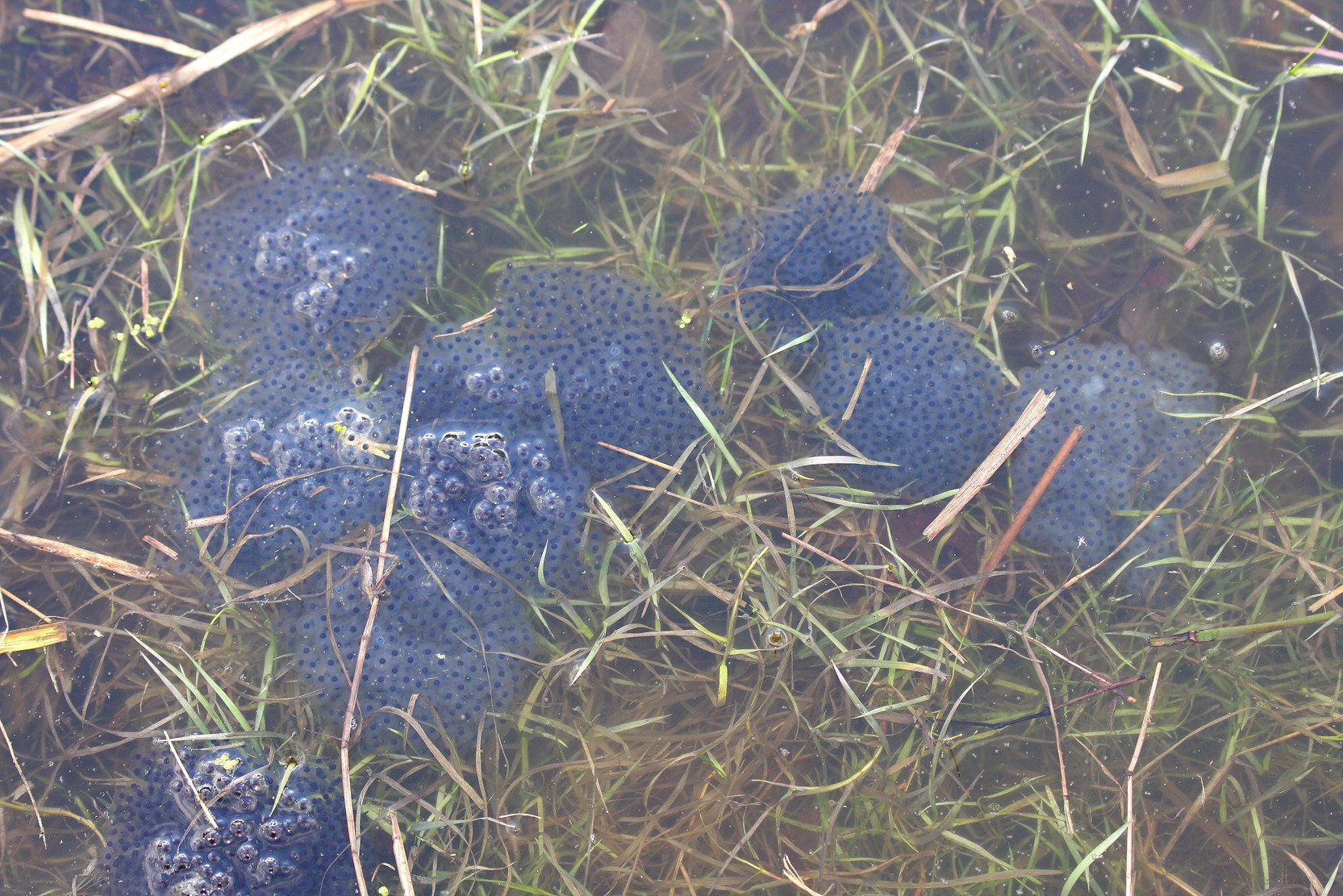 Natura 2000: Moorfrosch (Rana arvalis)