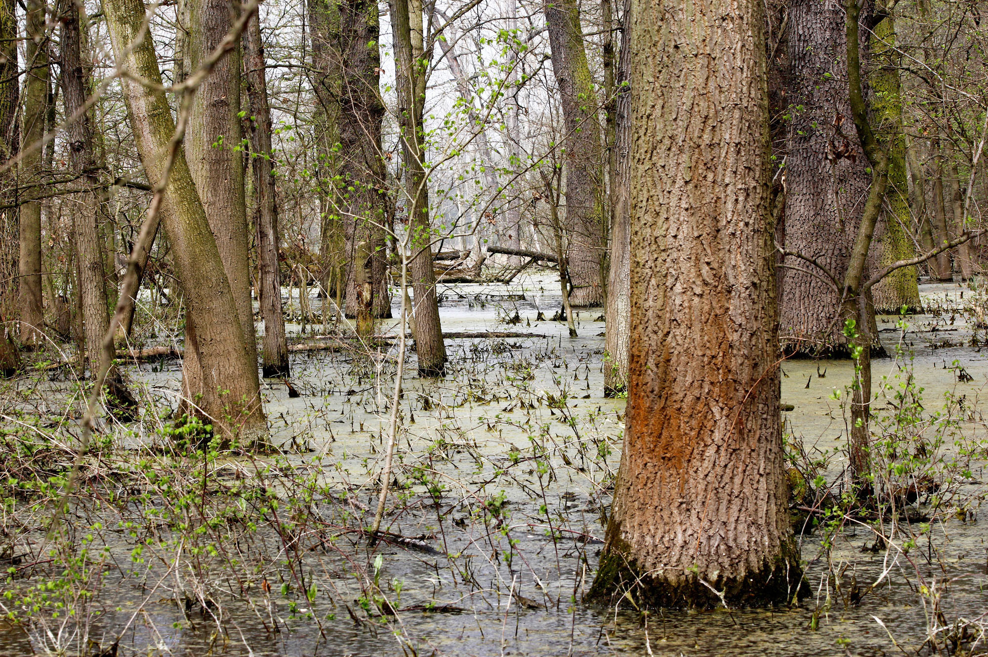 Natura 2000: Hartholzauenwälder mit Quercus robur, Ulmus laevis, Ulmus ...