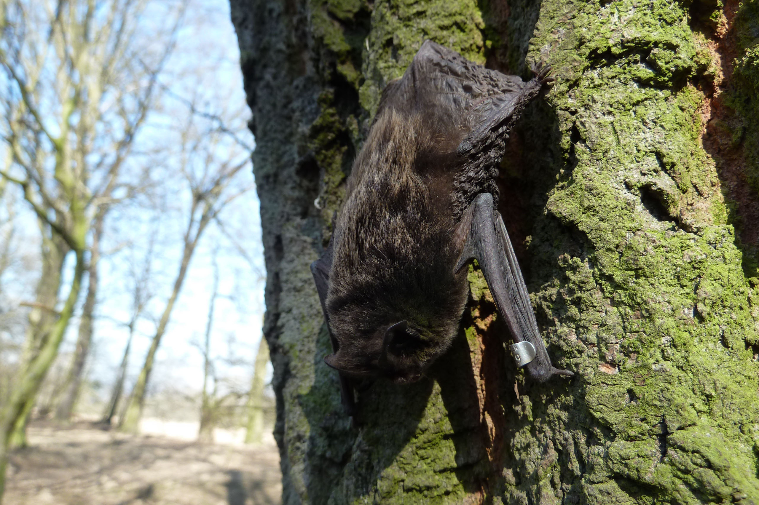 Natura 2000: Mopsfledermaus (Barbastella barbastellus)